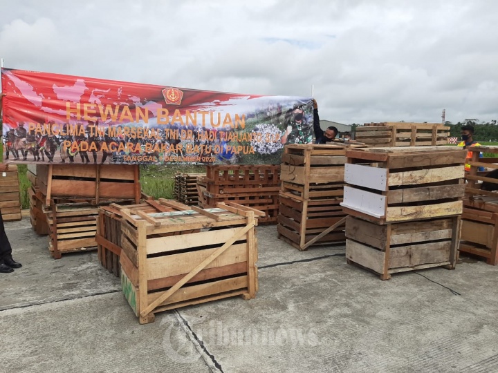 Panglima TNI Bantu 59 Ekor Babi Hutan Untuk Upacara Adat Bakar Batu di ...