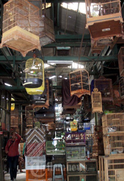 Pasar Burung Pramuka Jakarta, Foto 5 #1676312 - TribunNews.com