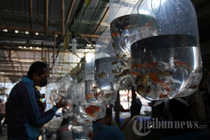 Pasar Ikan Hias Parung Ramai Pengunjung, Foto 2 #1852389 - TribunNews.com