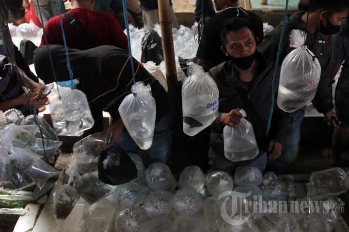 Pasar Ikan Hias Parung Ramai Pengunjung, Foto 3 #1852390 - TribunNews.com