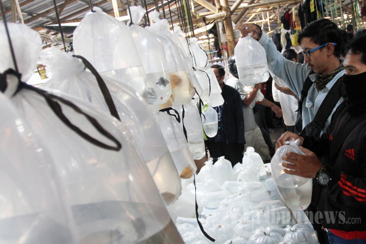 Pasar Ikan Hias Parung Ramai Pengunjung, Foto 4 #1852393 - TribunNews.com