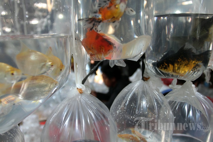 Pasar Ikan Hias Parung Ramai Pengunjung, Foto 7 #1852397 - TribunNews.com