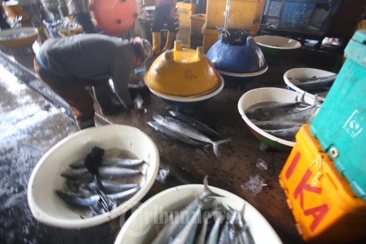 Pedagang Ikan Pasar Ikan Muara Angke Jakarta, Foto 2 #1870187 ...