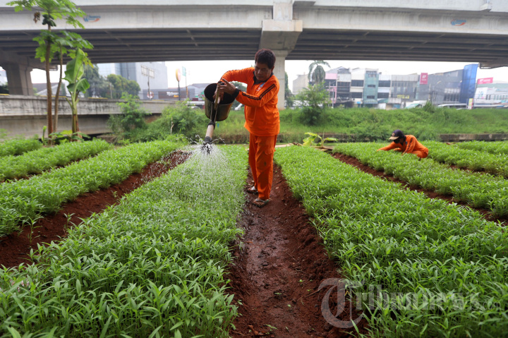Pemanfaatan Lahan Kosong Kolong Tol Becakayu, Foto 6 #1918538 ...