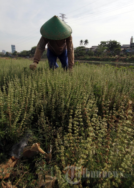 Pemanfaatan Lahan Pertanian Ibukota, Foto 1 #1769720 - TribunNews.com