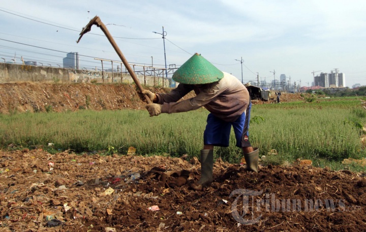 Pemanfaatan Lahan Pertanian Ibukota, Foto 4 #1769723 - TribunNews.com