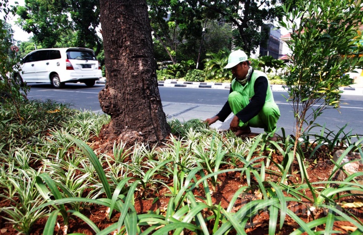Penuhi Ruang Terbuka Hijau di Jakarta, Foto 4 #1772281 - TribunNews.com