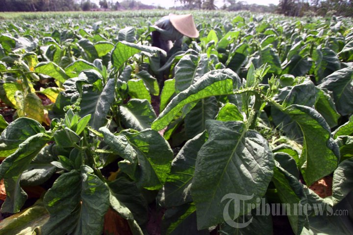 Perawatan Tanaman Tembakau, Foto 3 #1613210 - TribunNews.com