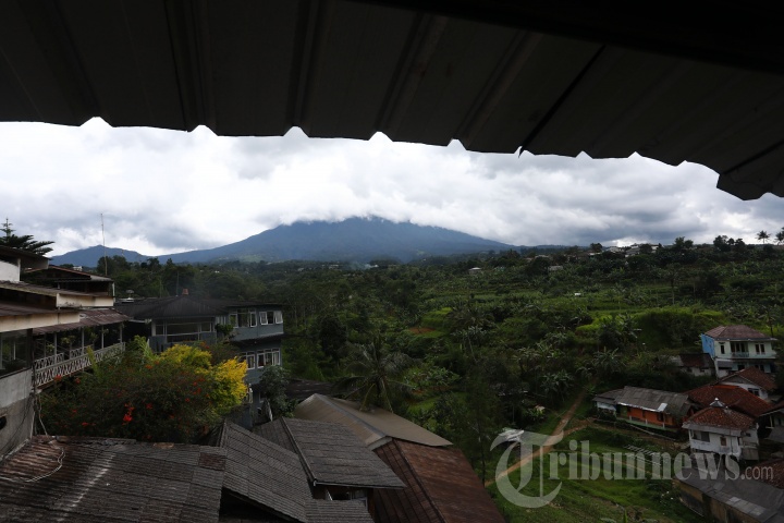 Perkebunan PTPN VIII di Mega Mendung, Foto 6 #1870029 - TribunNews.com