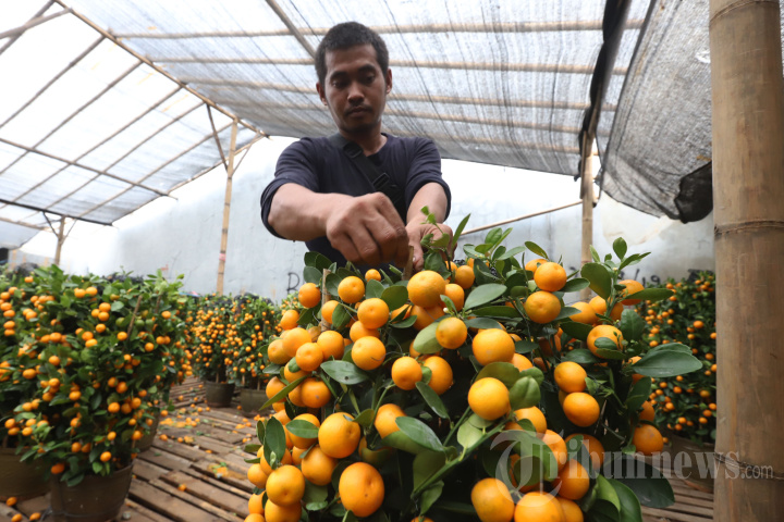 Permintaan Jeruk Kimkit Meningkat Jelang Imlek, Foto 9 #1911195 ...