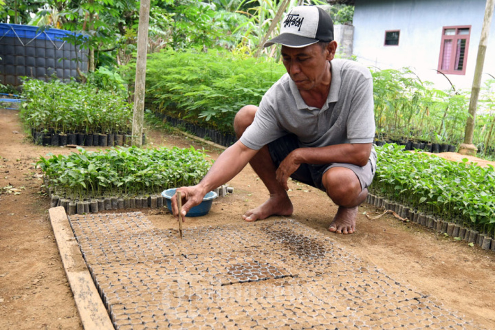 Petani Bibit Tanaman Cabai dan Sayuran, Foto 1 #1956345 - TribunNews.com