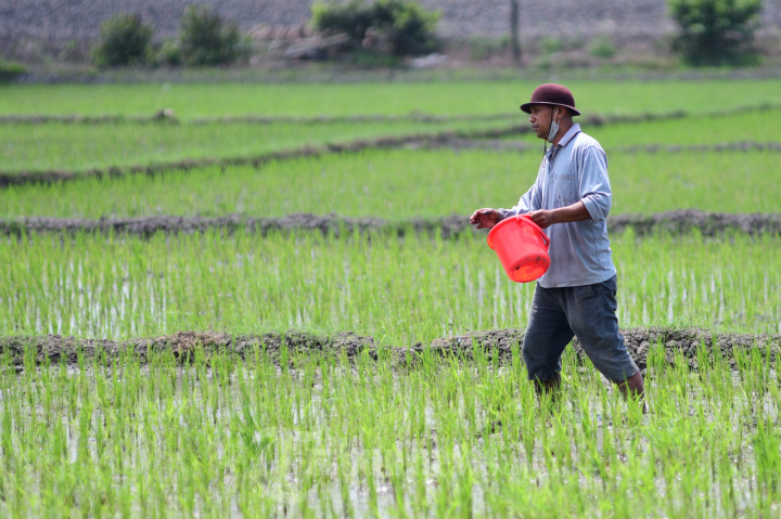Petani Melakukan Pemupukan Padi Dengan Pupuk Urea dan NPK, Foto 1 ...