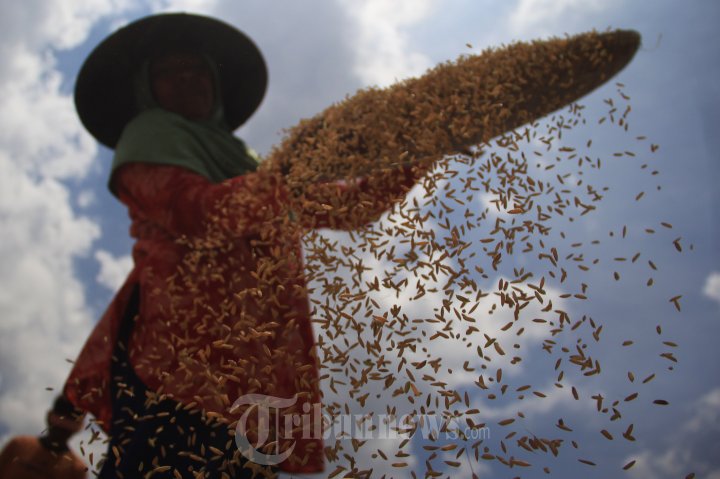 Petani Mengayak Gabah Hasil Penen, Foto 1 #1635142 - TribunNews.com