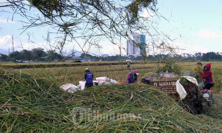 Petani Padi Melakukan Perontokan Gabah Melalui Proses Mekamis, Foto 2 ...