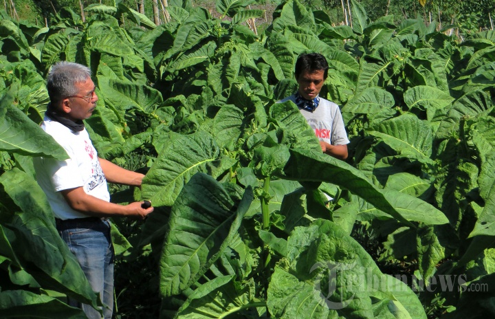 Petani Tembakau Sumedang Siap Panen Tembakau Istimewa, Foto 4 #1862528 ...