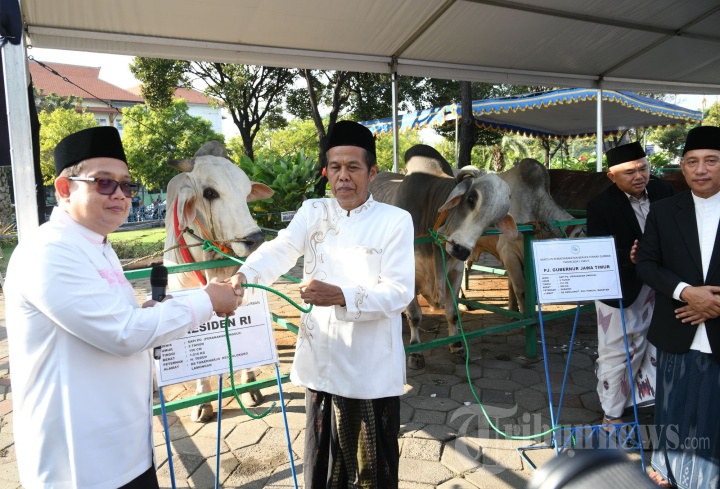Pj Gubernur Jatim Serahkan Sapi Bantuan Presiden, Foto 3 #1998957 - TribunNews.com