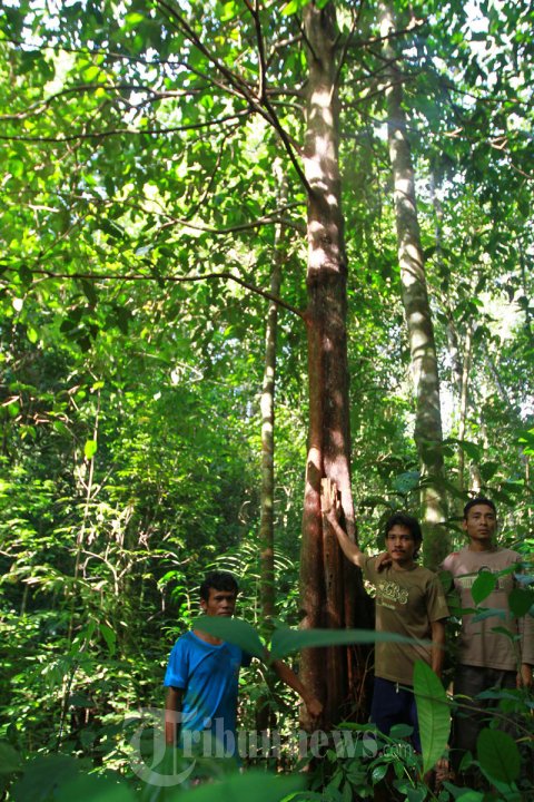 Pohon Ulin di Hutan Desa Sebadak Raya, Foto 8 #1594715 - TribunNews.com