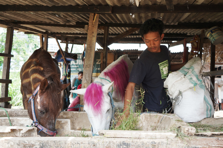 Potret Perawatan Kuda Pekerja di Pulo Jahe, Foto 1 #1892415 ...