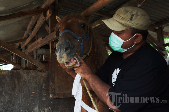 Potret Perawatan Kuda Pekerja di Pulo Jahe, Foto 5 #1892419 ...