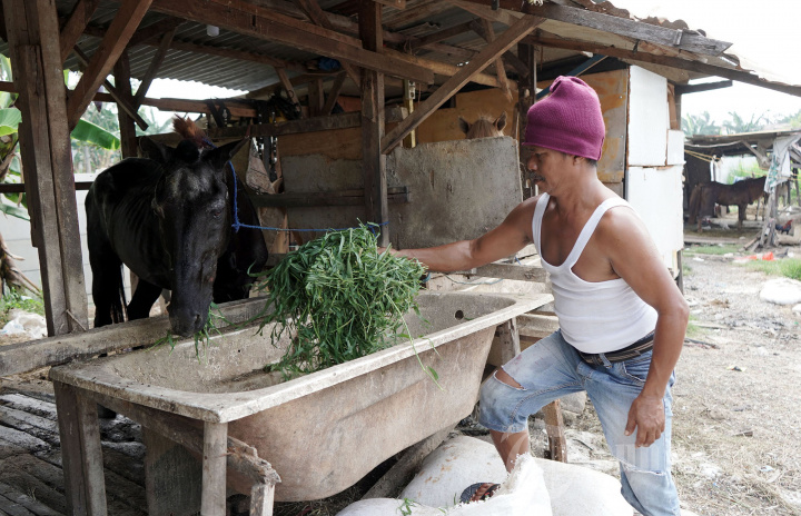 Potret Perawatan Kuda Pekerja di Pulo Jahe, Foto 8 #1892426 ...