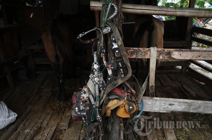Potret Perawatan Kuda Pekerja di Pulo Jahe, Foto 9 #1892427 ...