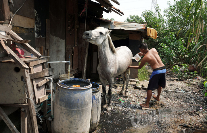 Potret Perawatan Kuda Pekerja di Pulo Jahe, Foto 11 #1892429 ...