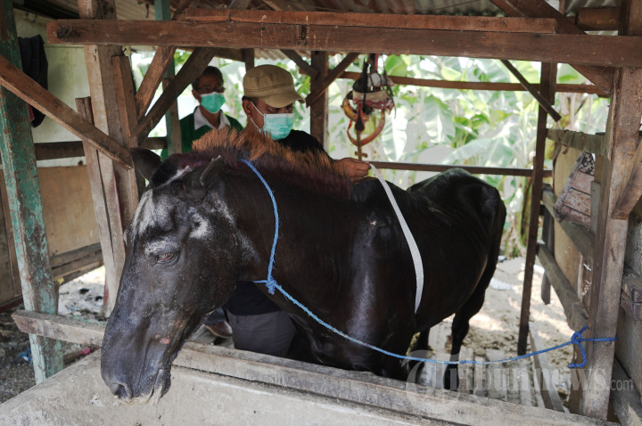 Potret Perawatan Kuda Pekerja di Pulo Jahe, Foto 15 #1892433 ...