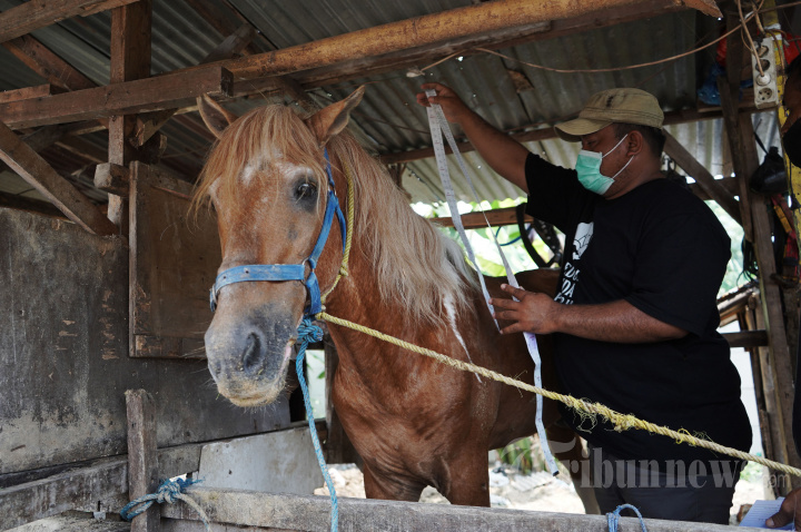 Potret Perawatan Kuda Pekerja di Pulo Jahe, Foto 16 #1892434 ...