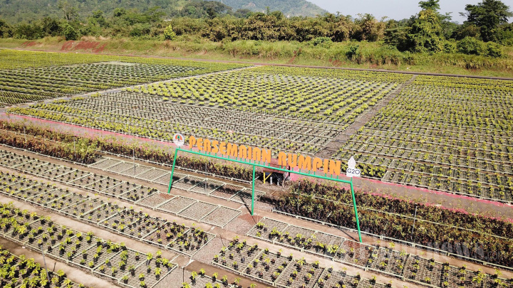 Presiden Jokowi Resmikan Persemaian Modern Rumpin, Foto 3 #1926892 ...