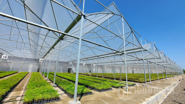 Presiden Jokowi Resmikan Persemaian Modern Rumpin, Foto 4 #1926893 ...