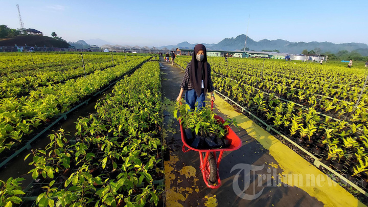 Presiden Jokowi Resmikan Persemaian Modern Rumpin, Foto 5 #1926894 ...