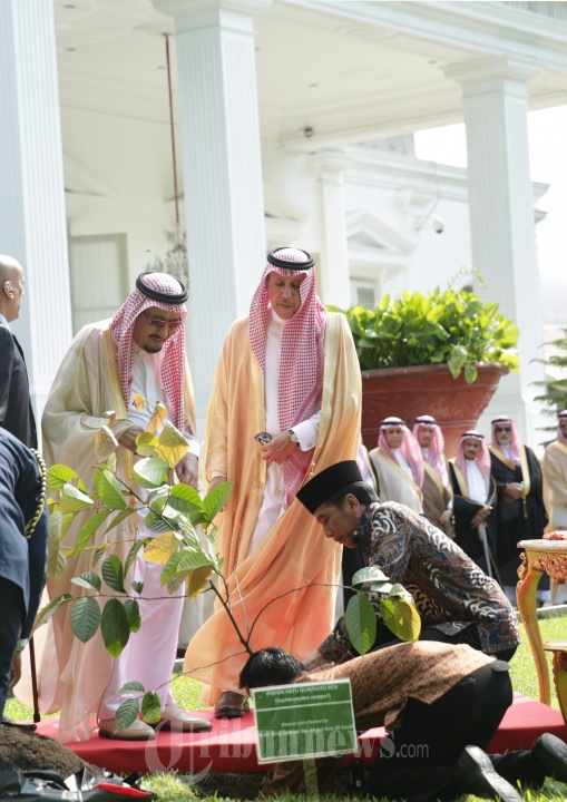 Raja Salman Bibantu Presiden Jokowi Tanam Pohon Ulin di Istana, Foto 9 ...