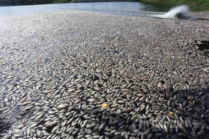 Ribuan Ikan Kembali Mati di Jakarta, Foto 3 #1630087 - TribunNews.com