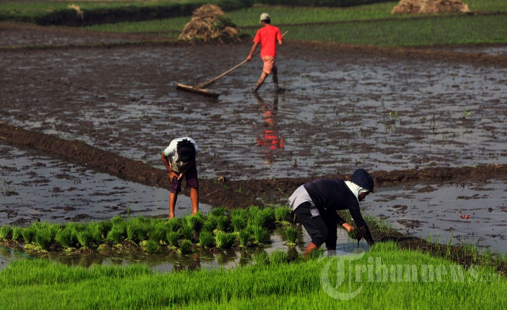 Saat Musim Tanam Tiba di Kabupaten Bandung Barat, Foto 1 #1851224 ...