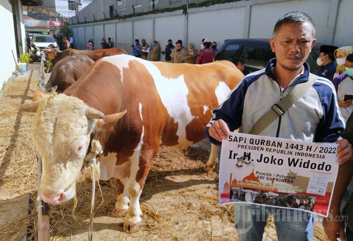 Sapi Kurban Presiden Jokowi Disembelih di RPH Cirangrang Bandung, Foto ...