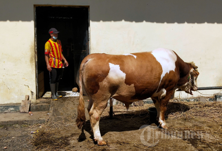 Sapi Kurban Presiden Jokowi Disembelih di RPH Cirangrang Bandung, Foto ...