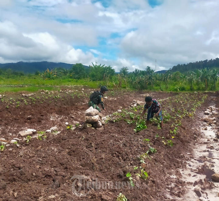 Satgas Pamtas RI-PNG Yonif Raider 142/KJ Bagikan Susu Dan Roti, Foto 2 #1932938 - TribunNews.com
