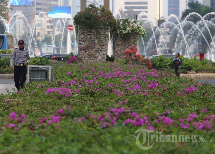 Tanaman Bugenvil di Bundaran HI, Foto 1 #1809973 - TribunNews.com