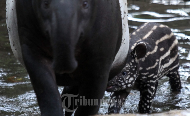 Tepir Kebun Binatang Bandung, Foto 4 #1715840 - TribunNews.com