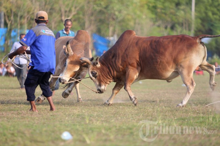 Tradisi Adu Sapi di Aceh, Foto 3 #1632426 - TribunNews.com