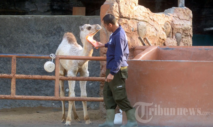 Unta Punuk Satu Penghuni Baru Kebun Binatang, Foto 7 #1755615 ...