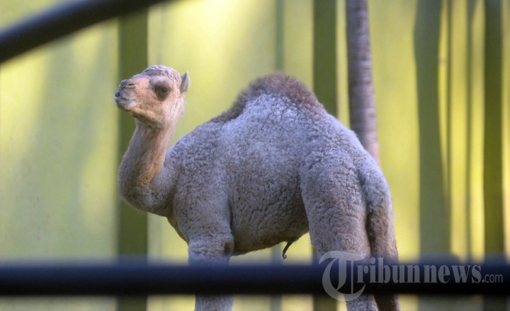 Unta Punuk Satu Penghuni Baru Kebun Binatang, Foto 9 #1755617 ...