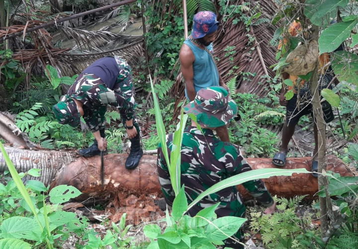 Warga dan Satgas Yonif 143/TWEJ Panen Sagu di Perbatasan RI PNG, Foto 4 ...
