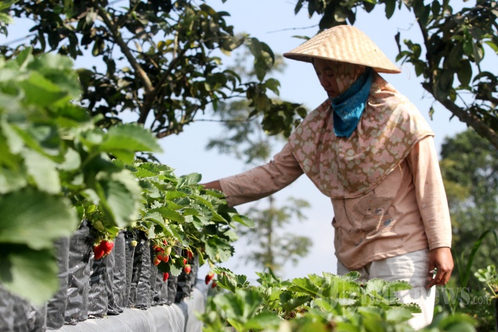 Wisata Kebun Stroberi, Foto 4 #1754445 - TribunNews.com