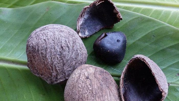 Keluak - TribunnewsWiki.com