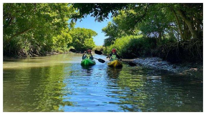 Wisata Kano Mangrove Baros Yogyakarta - TribunnewsWiki.com