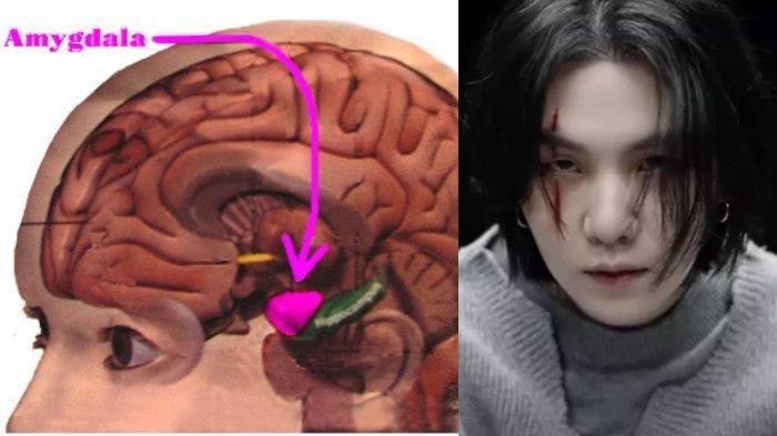 Apa Itu Amygdala ? Bagian Otak untuk Menyimpan Memori yang Kini ...