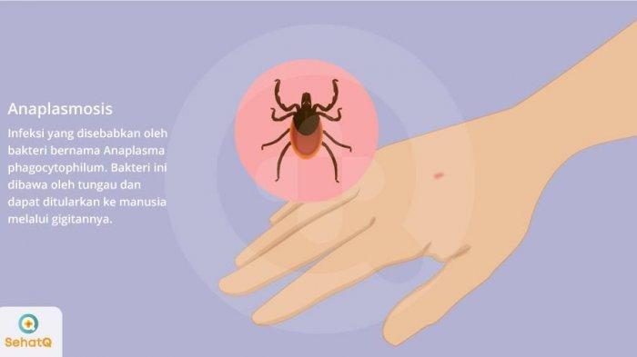 Anaplasmosis - TribunnewsWiki.com