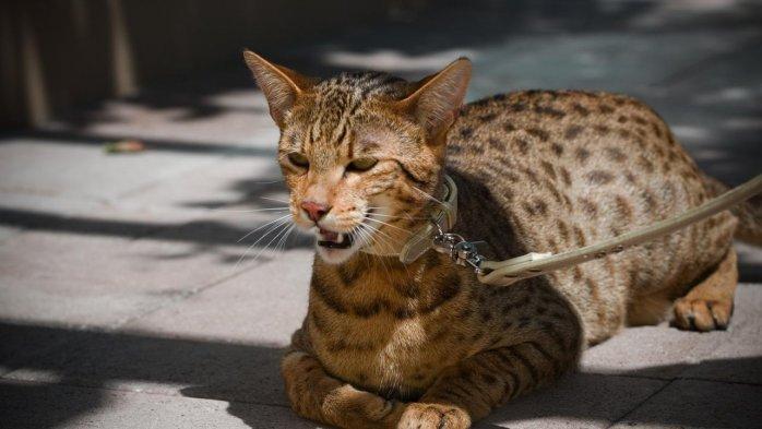 Kucing Ashera - TribunnewsWiki.com