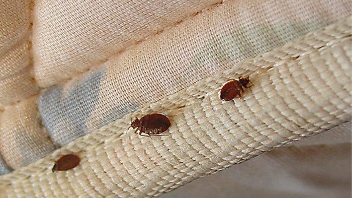 Kutu Busuk (Bedbugs) - TribunnewsWiki.com